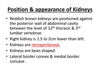 Urinary system | PPTX