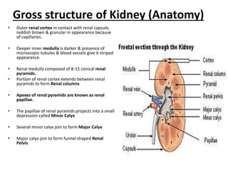 Urinary system | PPTX