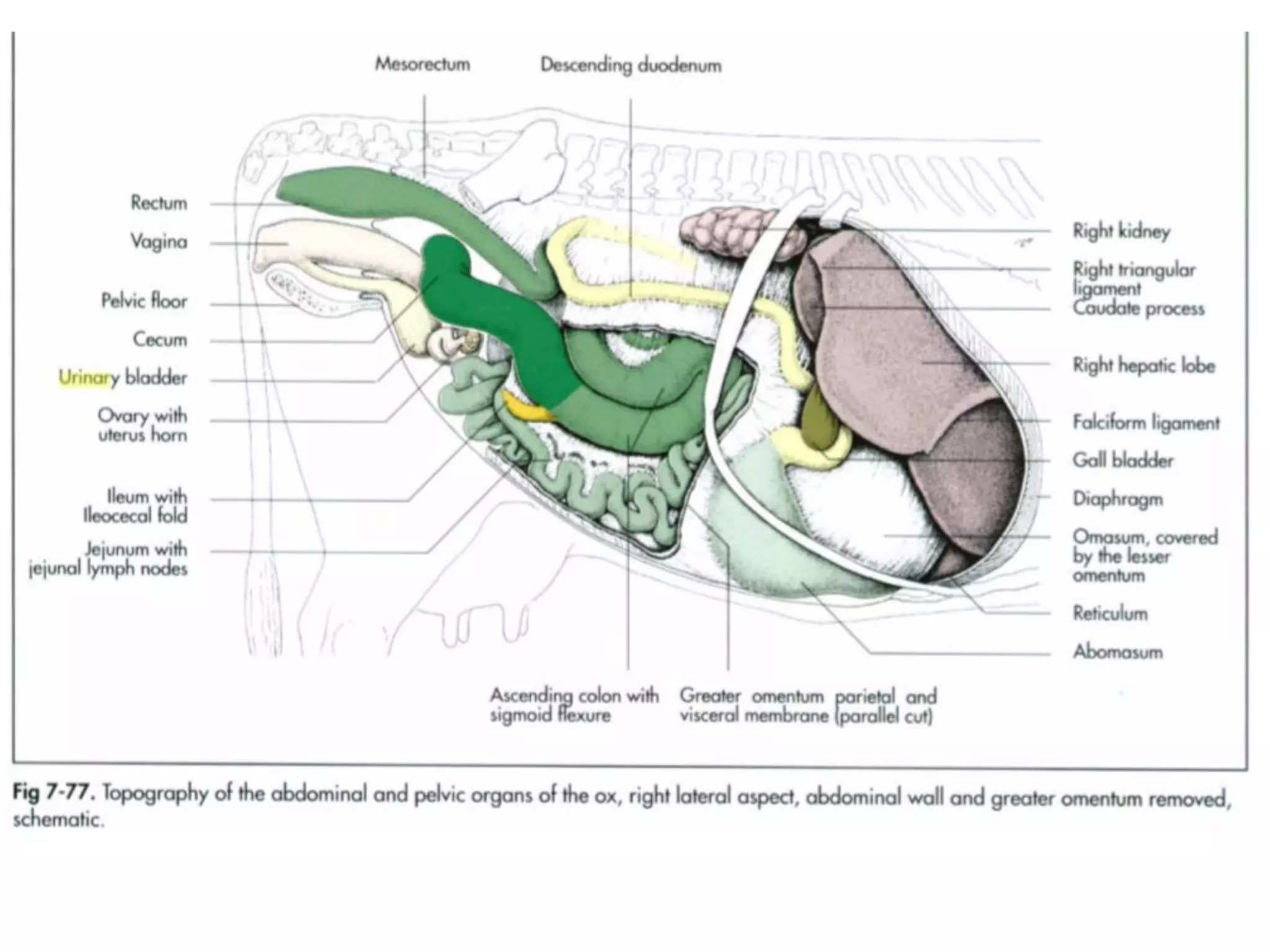 Veterinary Anatomy Of Urinary System And Specie Difference Between