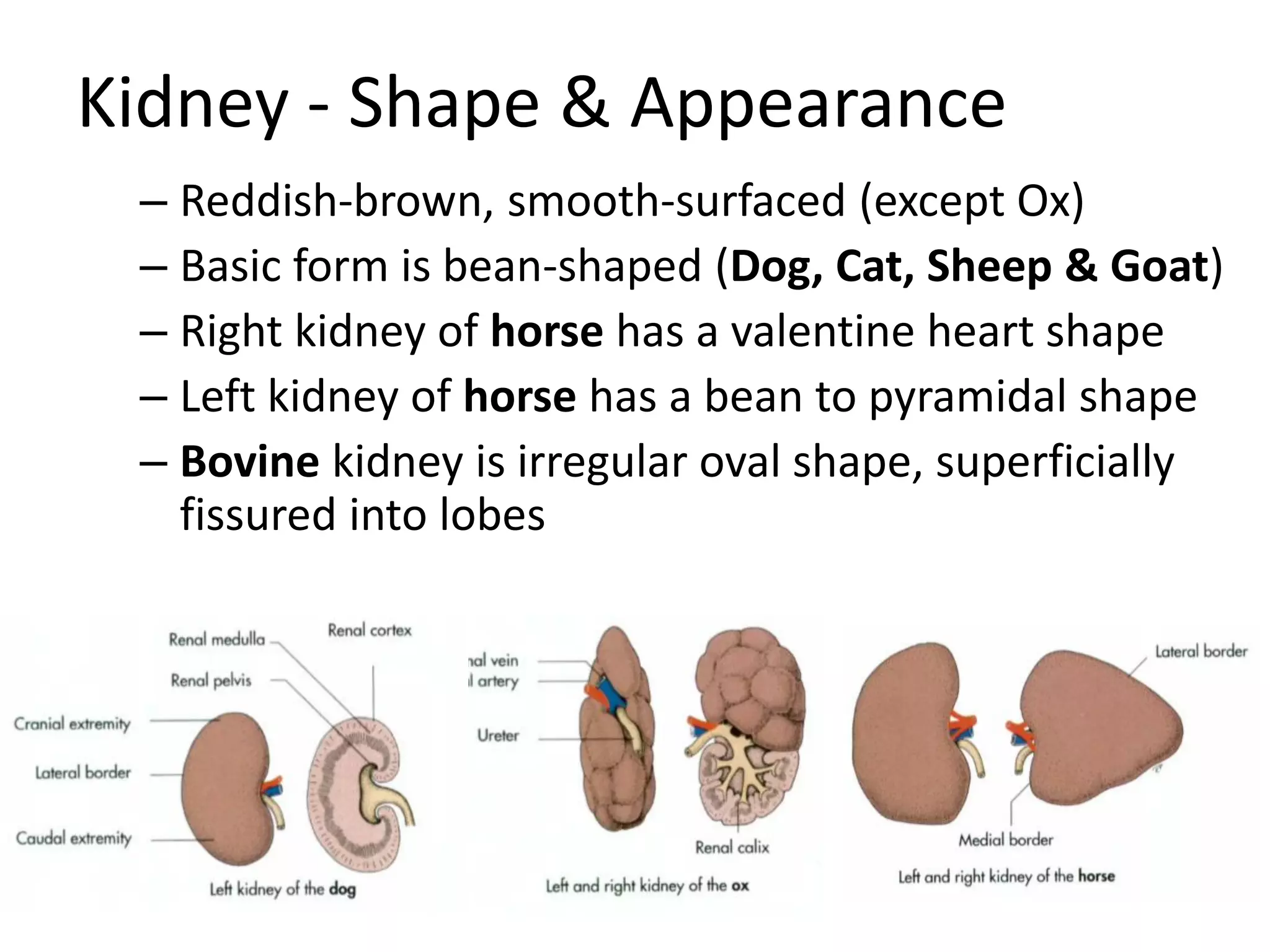 Veterinary Anatomy of Urinary system and specie difference between ...