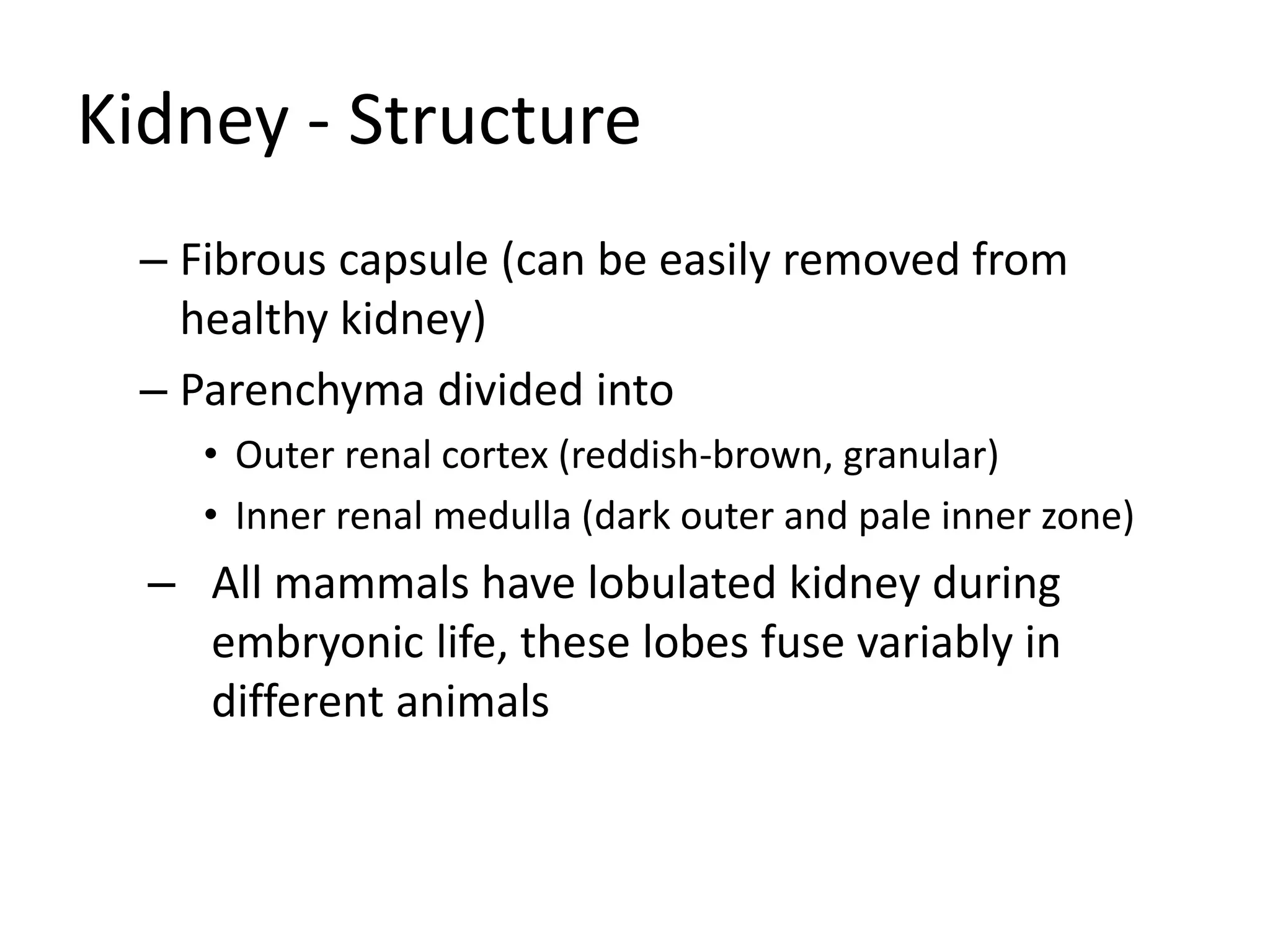 Veterinary Anatomy of Urinary system and specie difference between ...