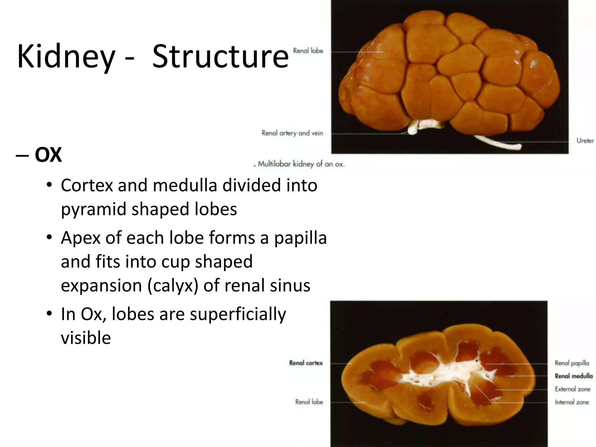 Veterinary Anatomy of Urinary system and specie difference between ...