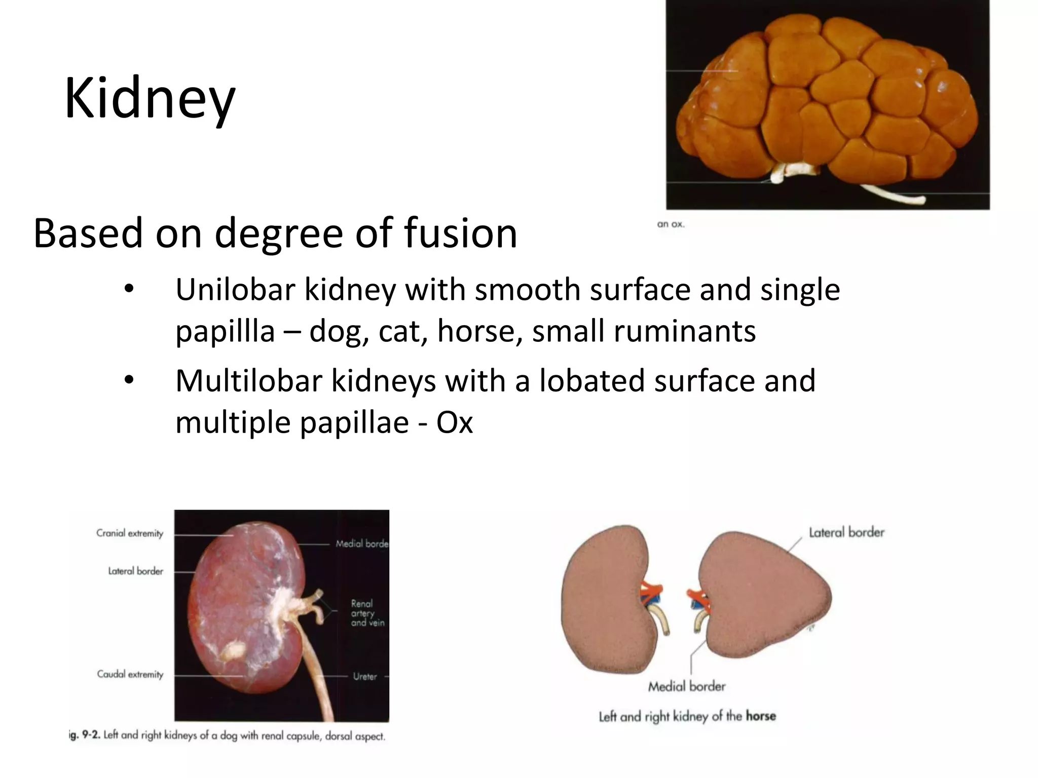 Veterinary Anatomy of Urinary system and specie difference between ...