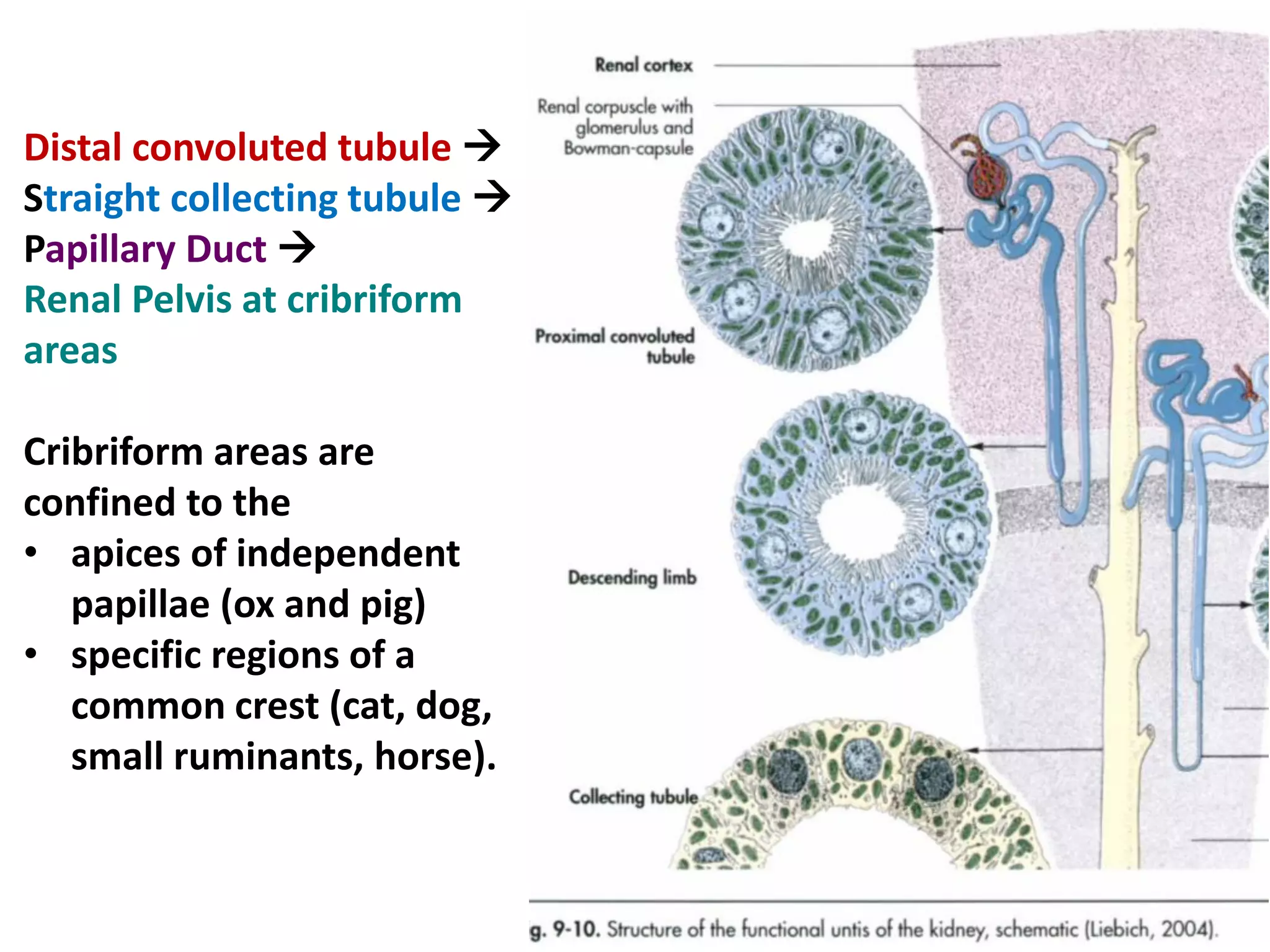 Veterinary Anatomy of Urinary system and specie difference between ...
