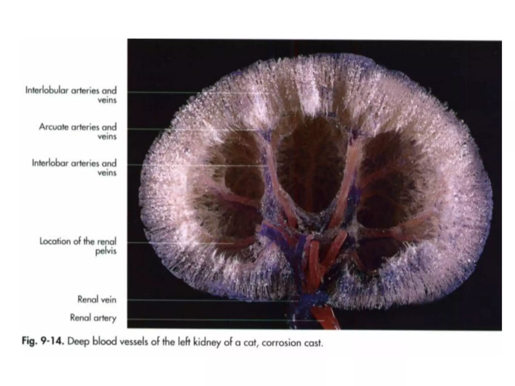Veterinary Anatomy of Urinary system and specie difference between ...