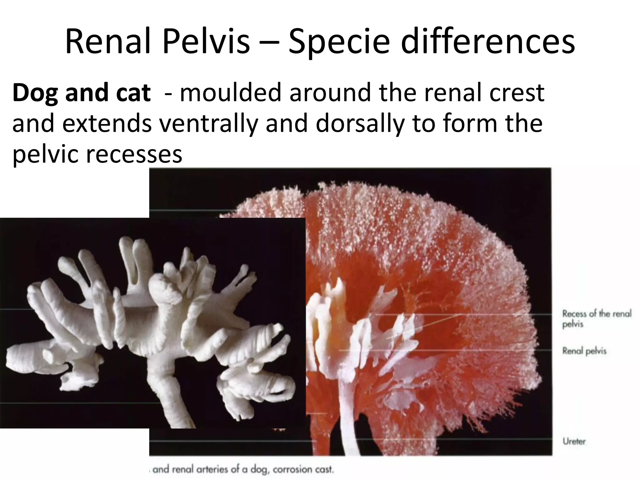 Veterinary Anatomy of Urinary system and specie difference between ...