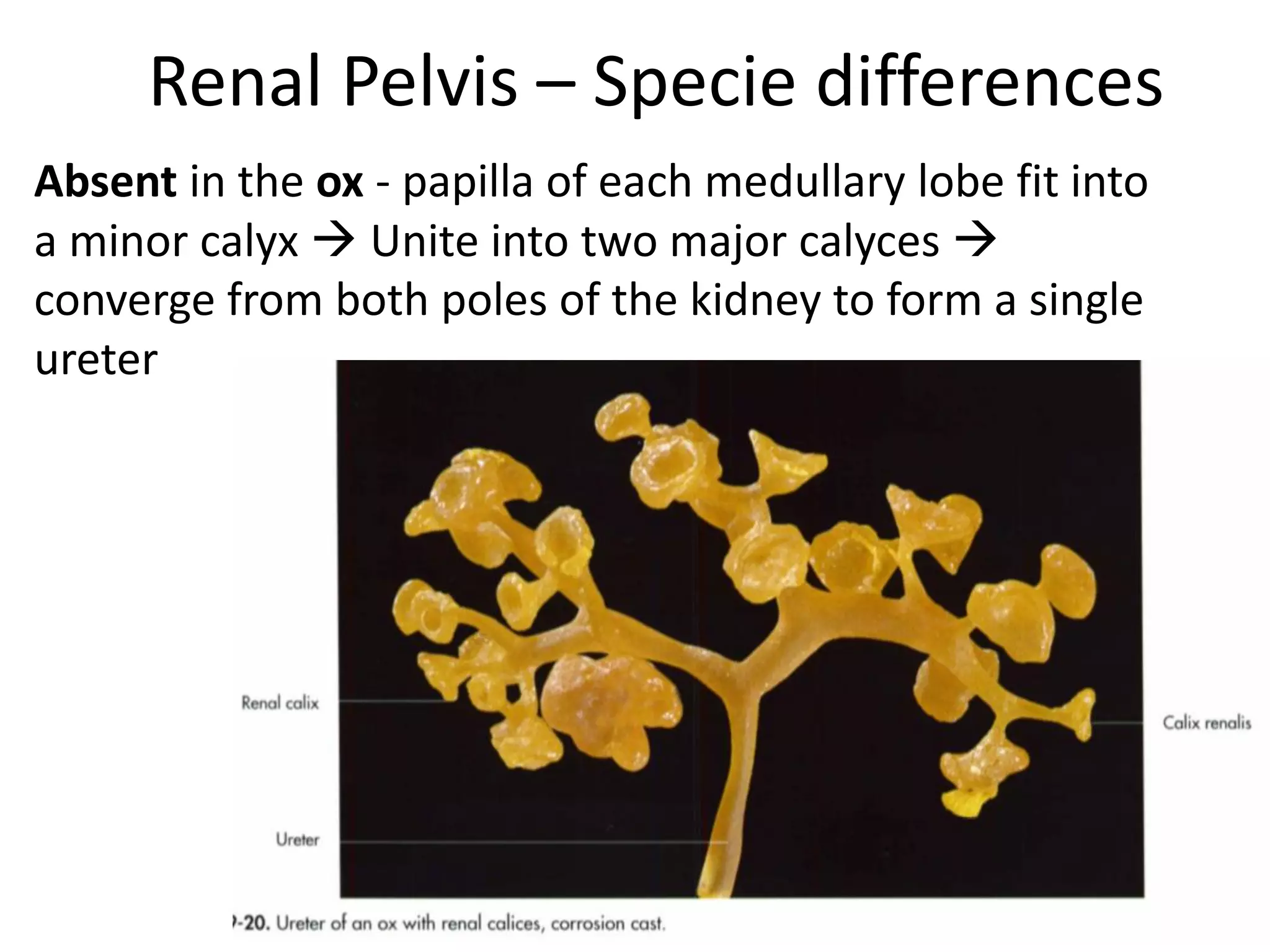 Veterinary Anatomy of Urinary system and specie difference between ...
