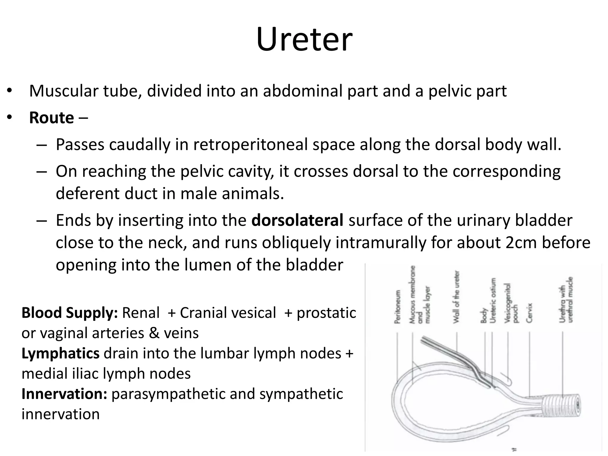 Veterinary Anatomy of Urinary system and specie difference between ...