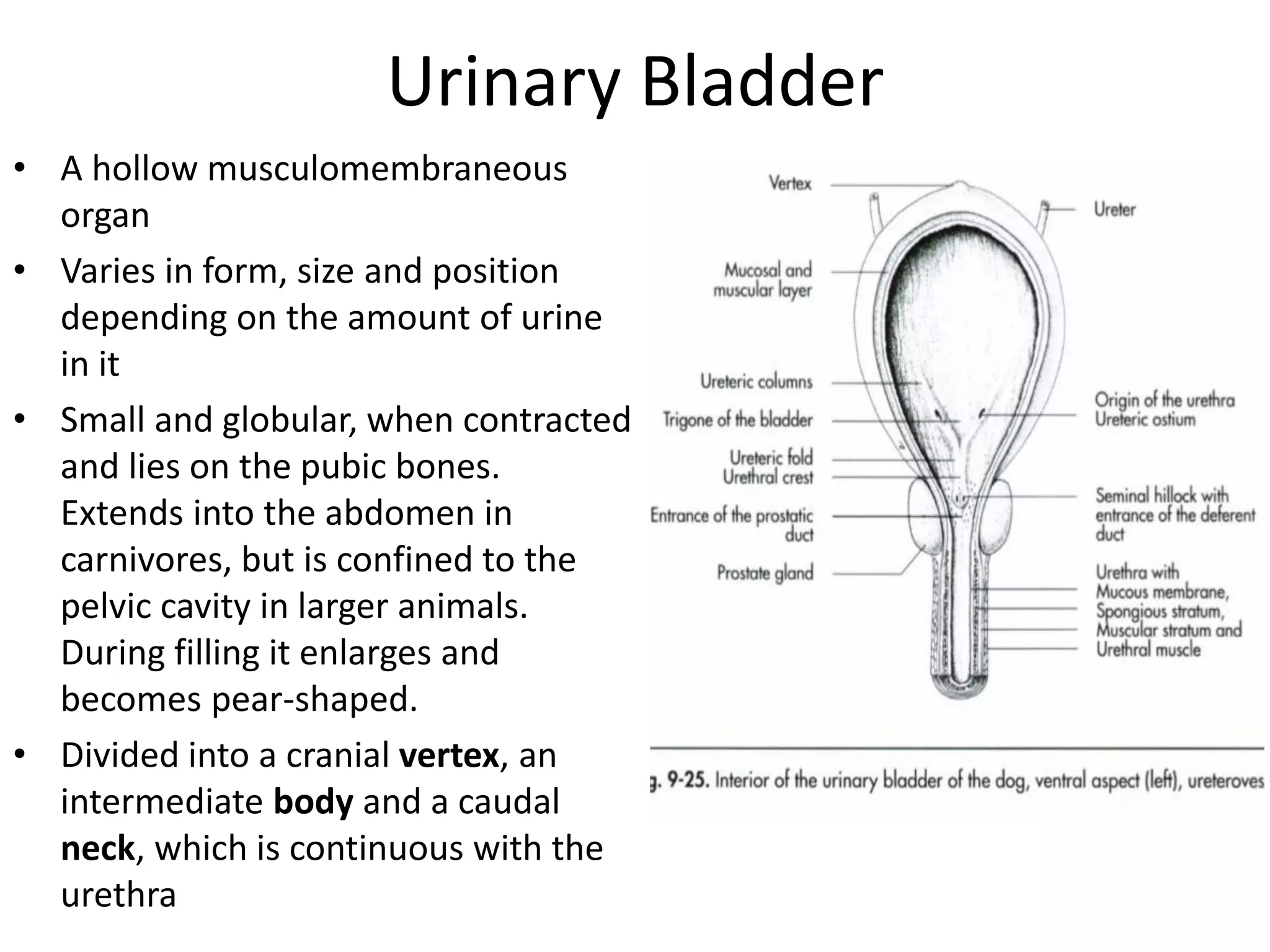 Veterinary Anatomy of Urinary system and specie difference between ...