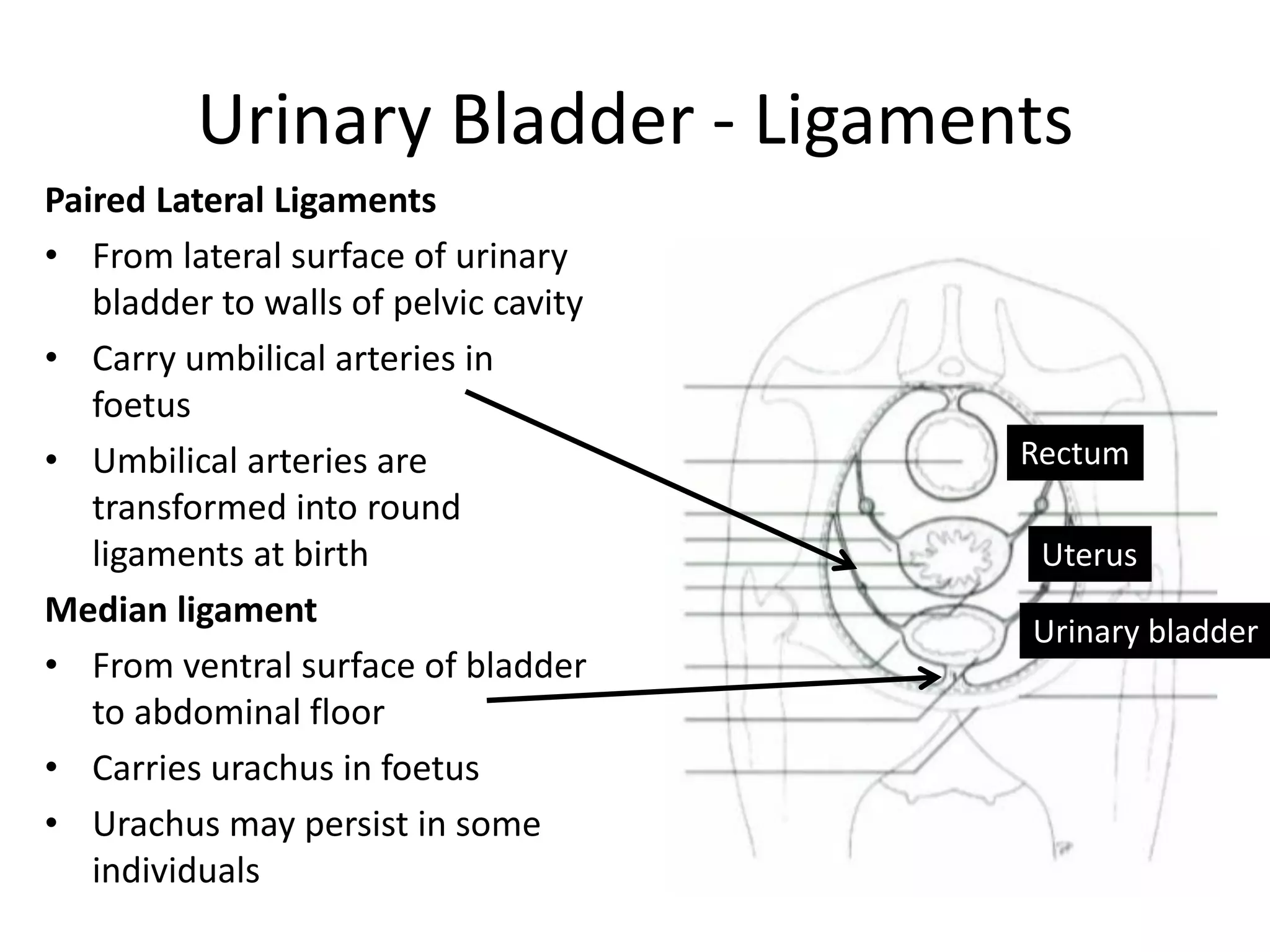 Veterinary Anatomy of Urinary system and specie difference between ...