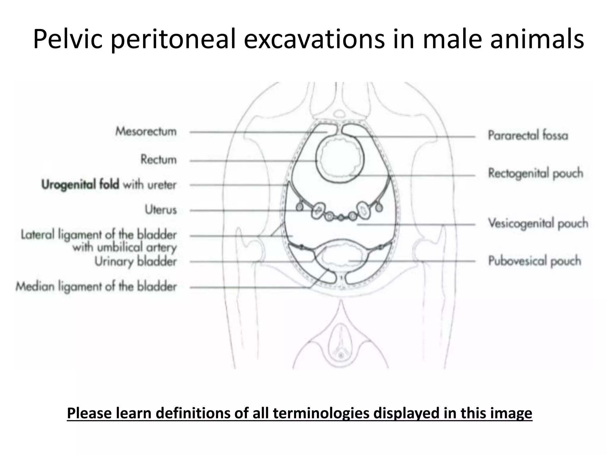 Veterinary Anatomy of Urinary system and specie difference between ...