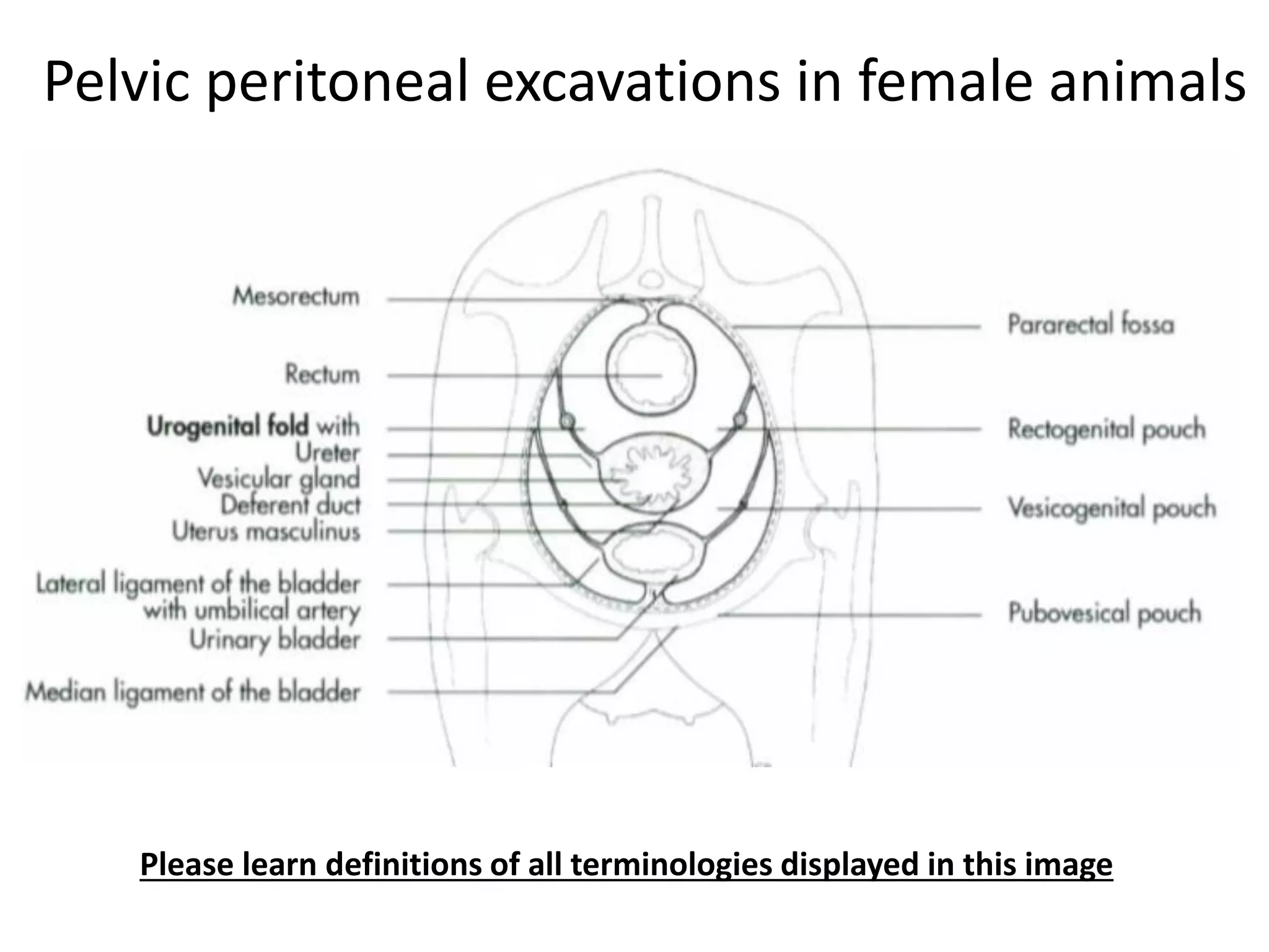 Veterinary Anatomy of Urinary system and specie difference between ...