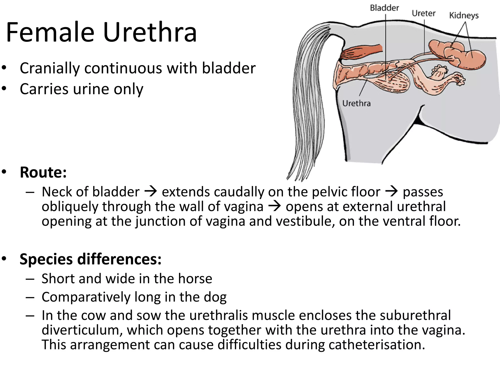 Veterinary Anatomy of Urinary system and specie difference between ...