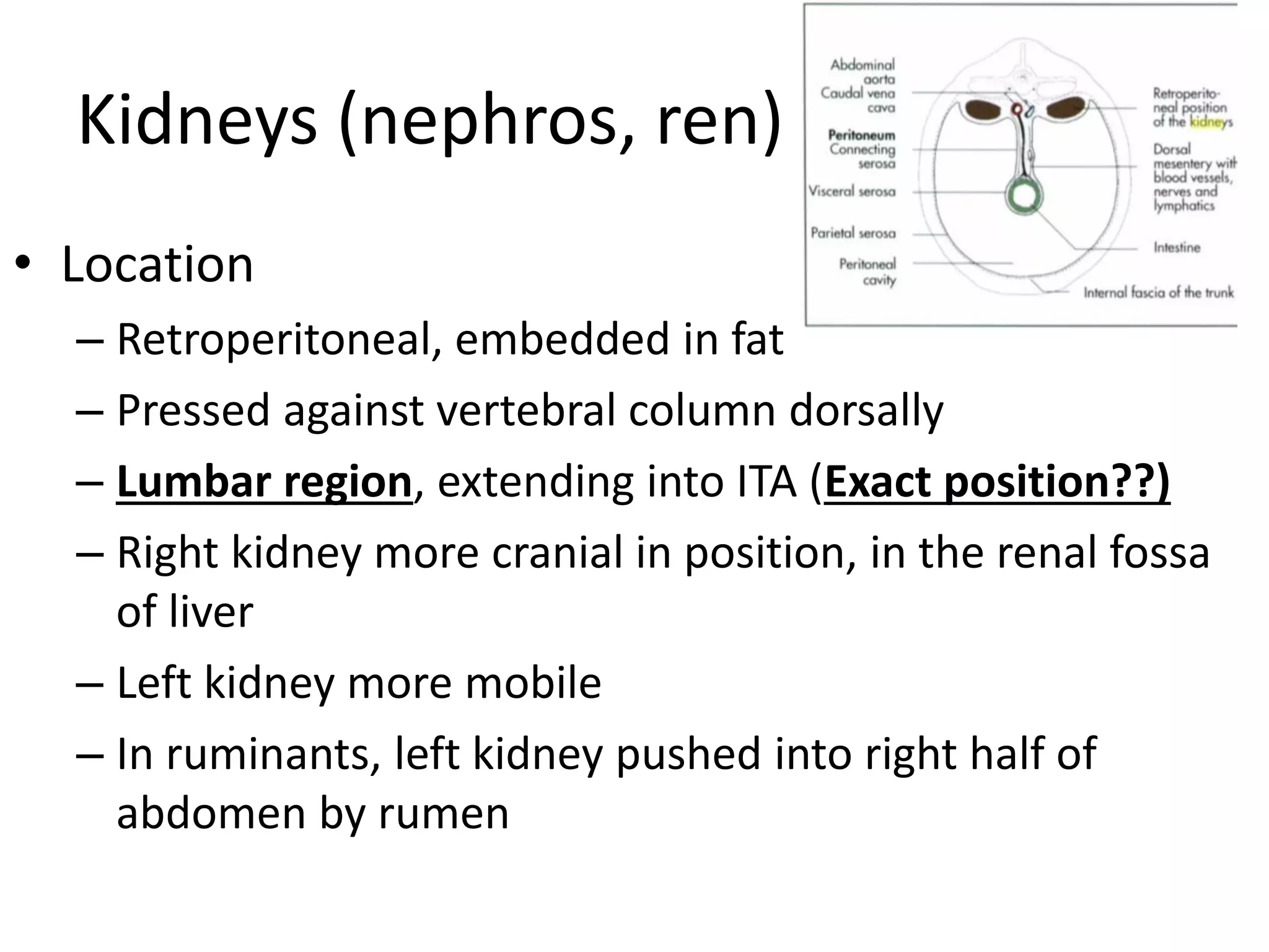 Veterinary Anatomy of Urinary system and specie difference between ...