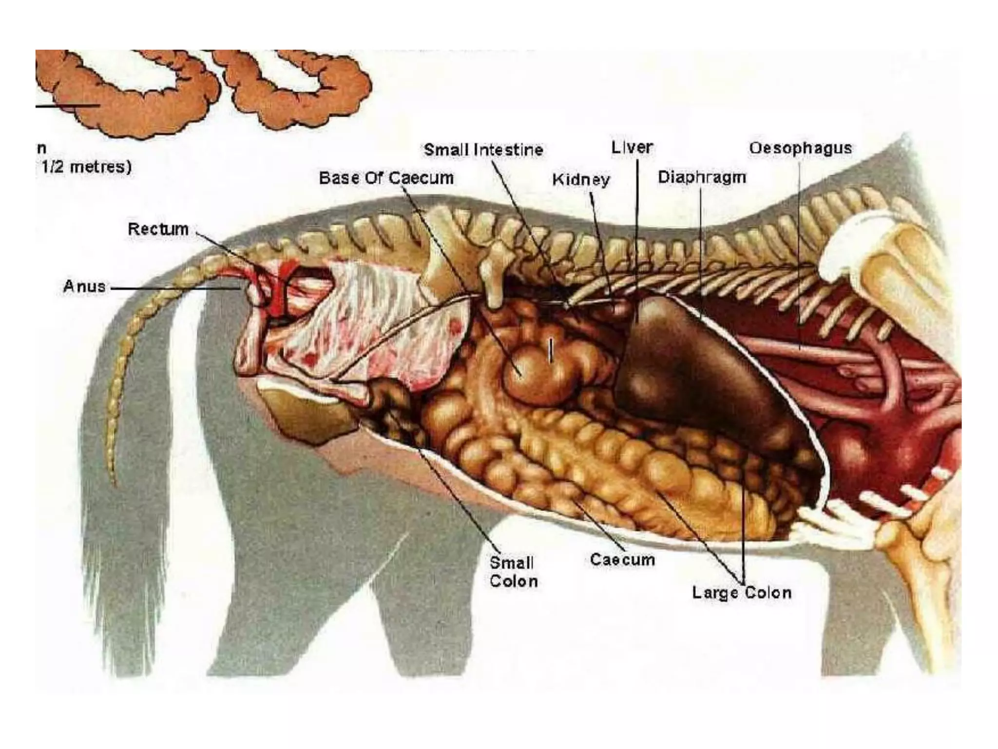Veterinary Anatomy of Urinary system and specie difference between ...