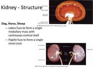 Veterinary Anatomy of Urinary system and specie difference between ...