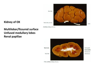 Veterinary Anatomy of Urinary system and specie difference between ...