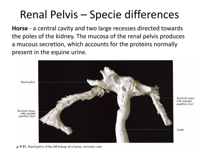 Veterinary Anatomy of Urinary system and specie difference between ...