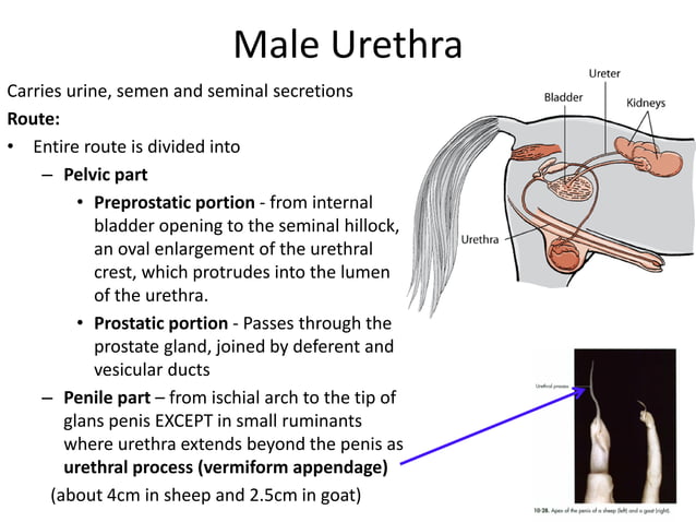 Veterinary Anatomy of Urinary system and specie difference between ...