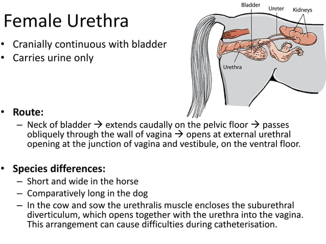 Veterinary Anatomy of Urinary system and specie difference between ...
