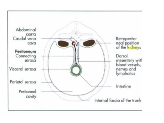 Veterinary Anatomy of Urinary system and specie difference between ...
