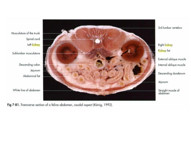 Veterinary Anatomy of Urinary system and specie difference between ...