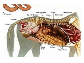 Veterinary Anatomy of Urinary system and specie difference between ...