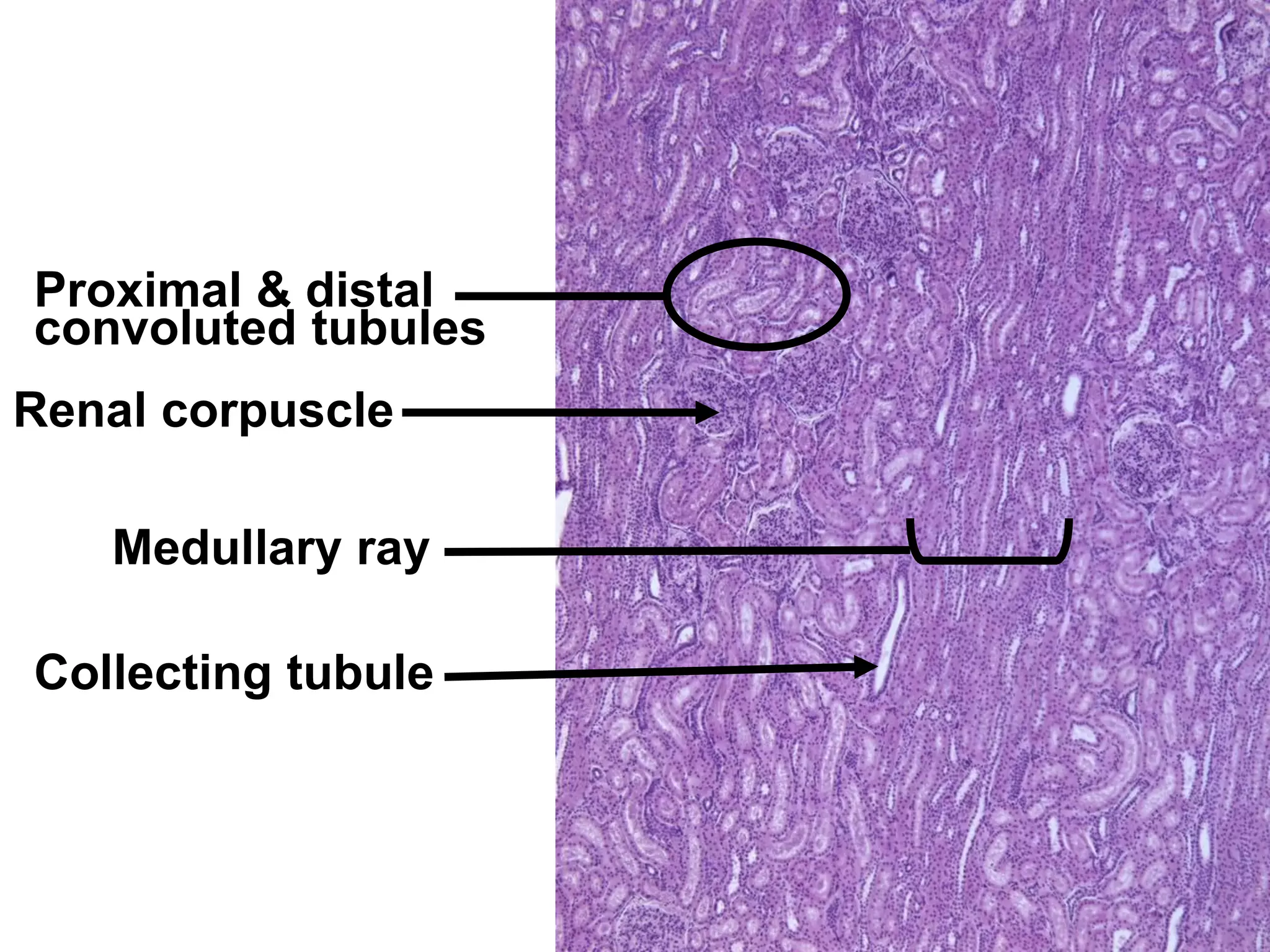 histology of Urinary system | PDF