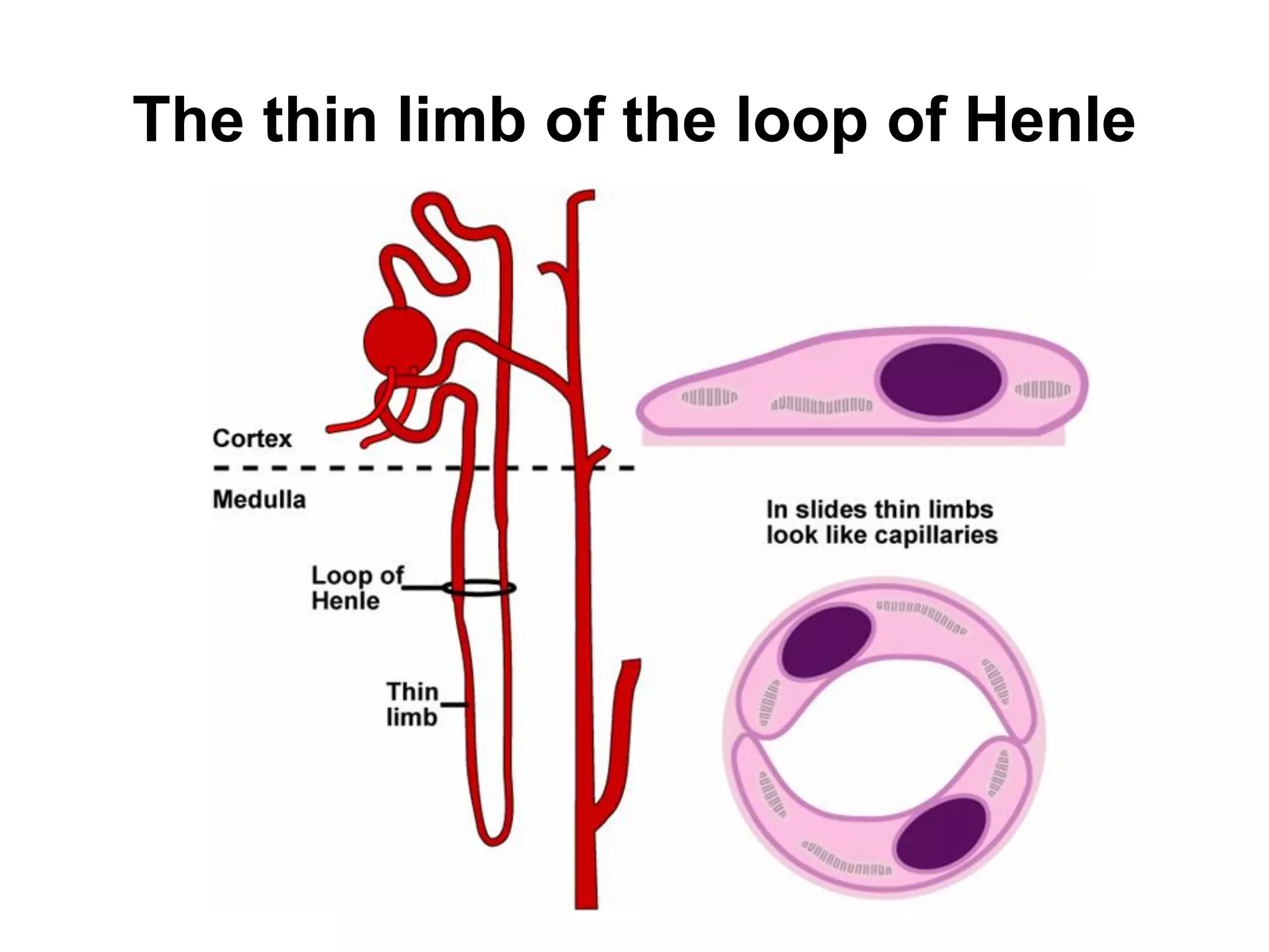 histology of Urinary system | PDF