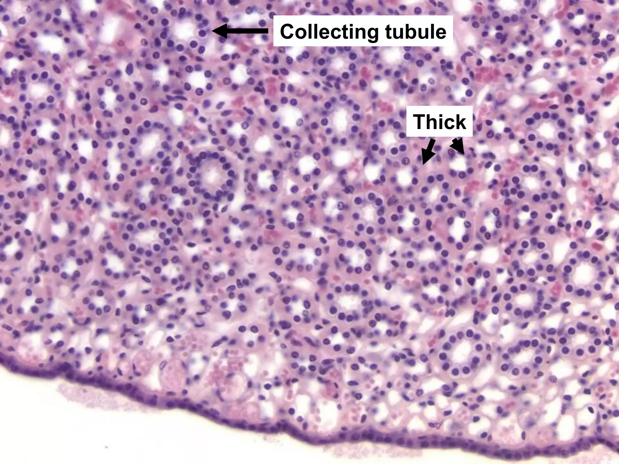 histology of Urinary system | PDF