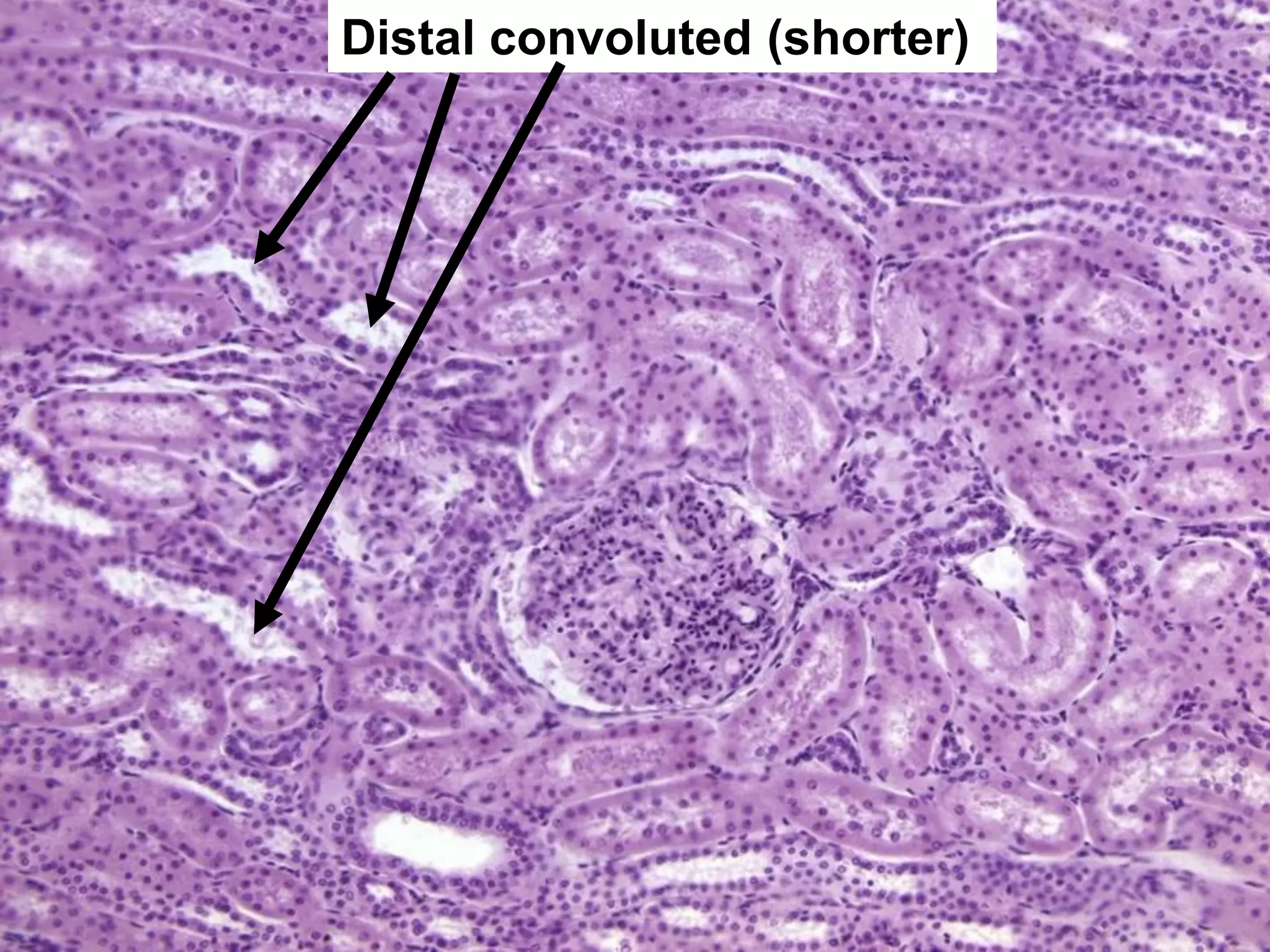 histology of Urinary system | PDF
