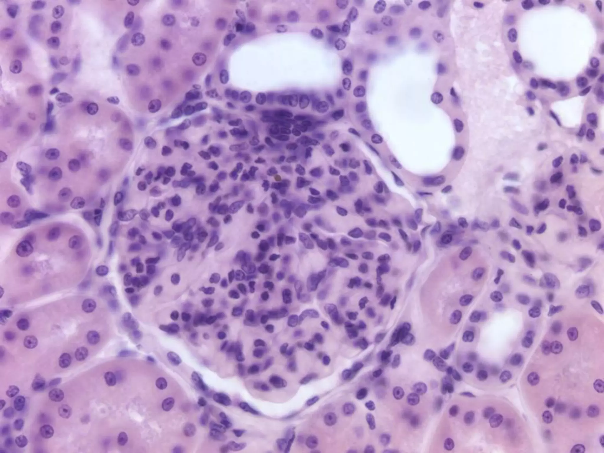 histology of Urinary system | PDF