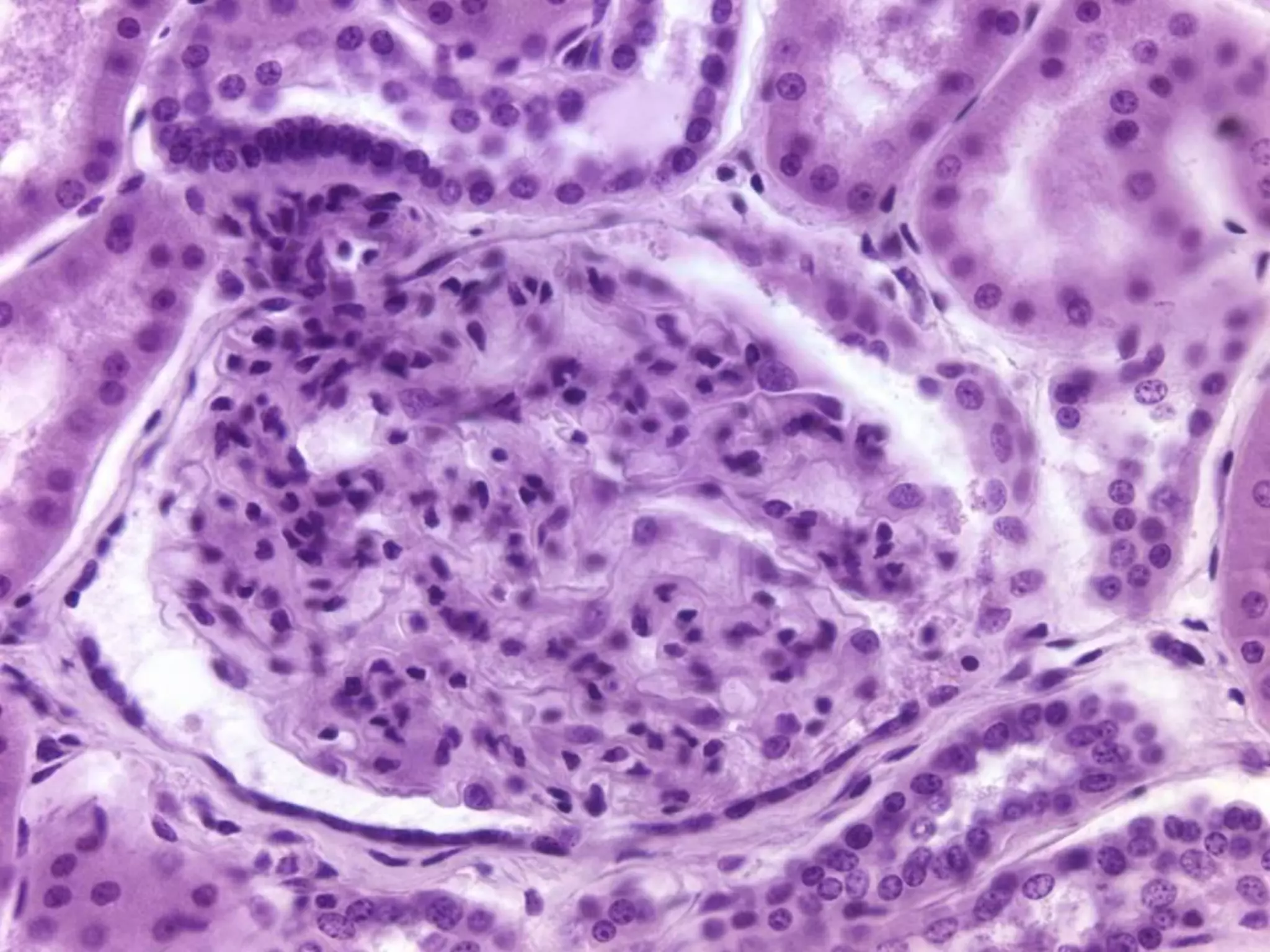 histology of Urinary system | PDF