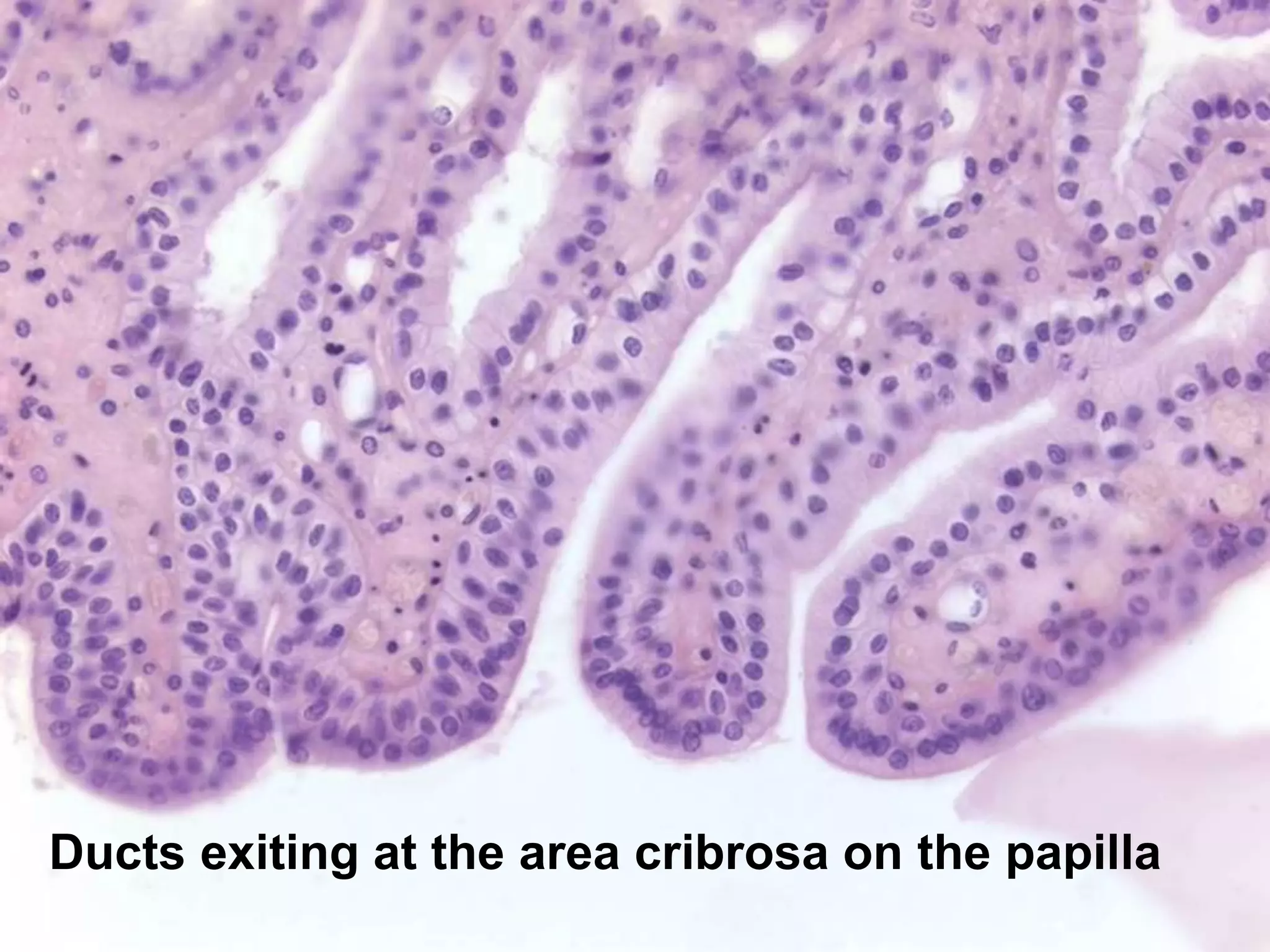 histology of Urinary system | PDF