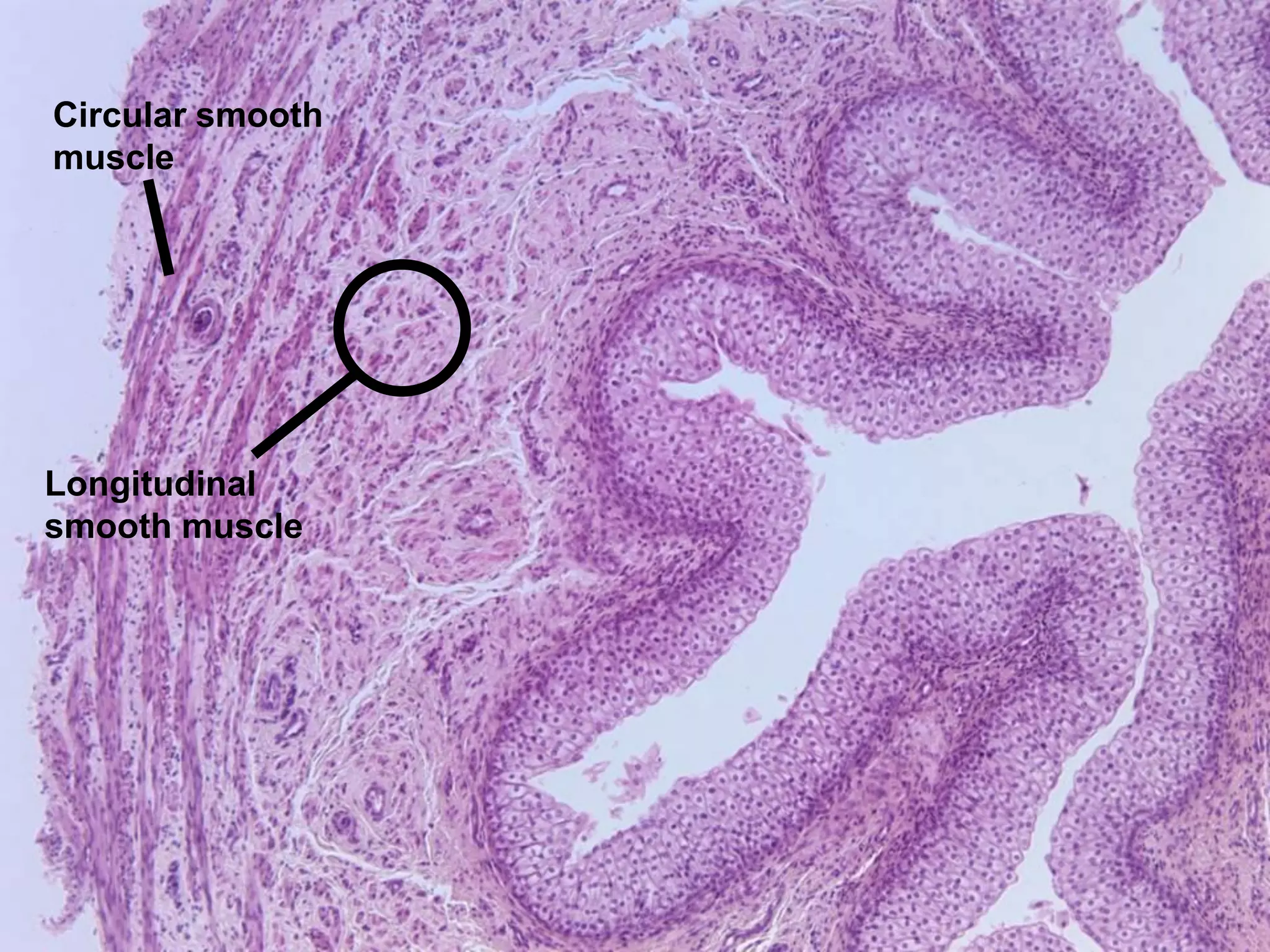 histology of Urinary system | PDF
