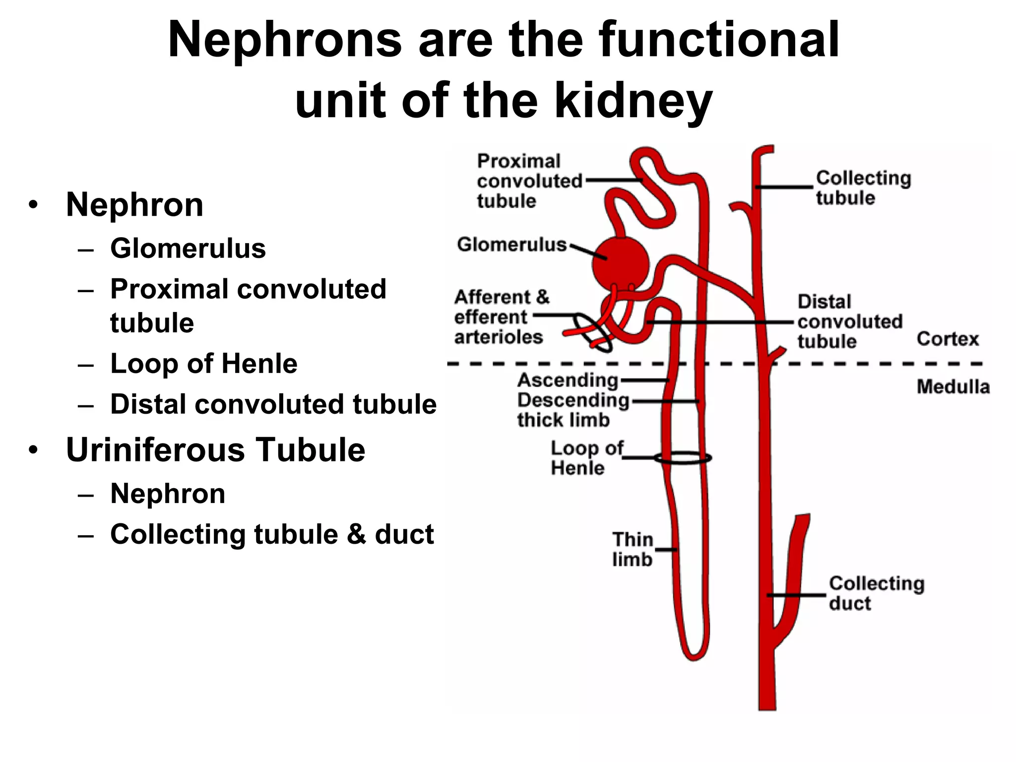 histology of Urinary system | PDF