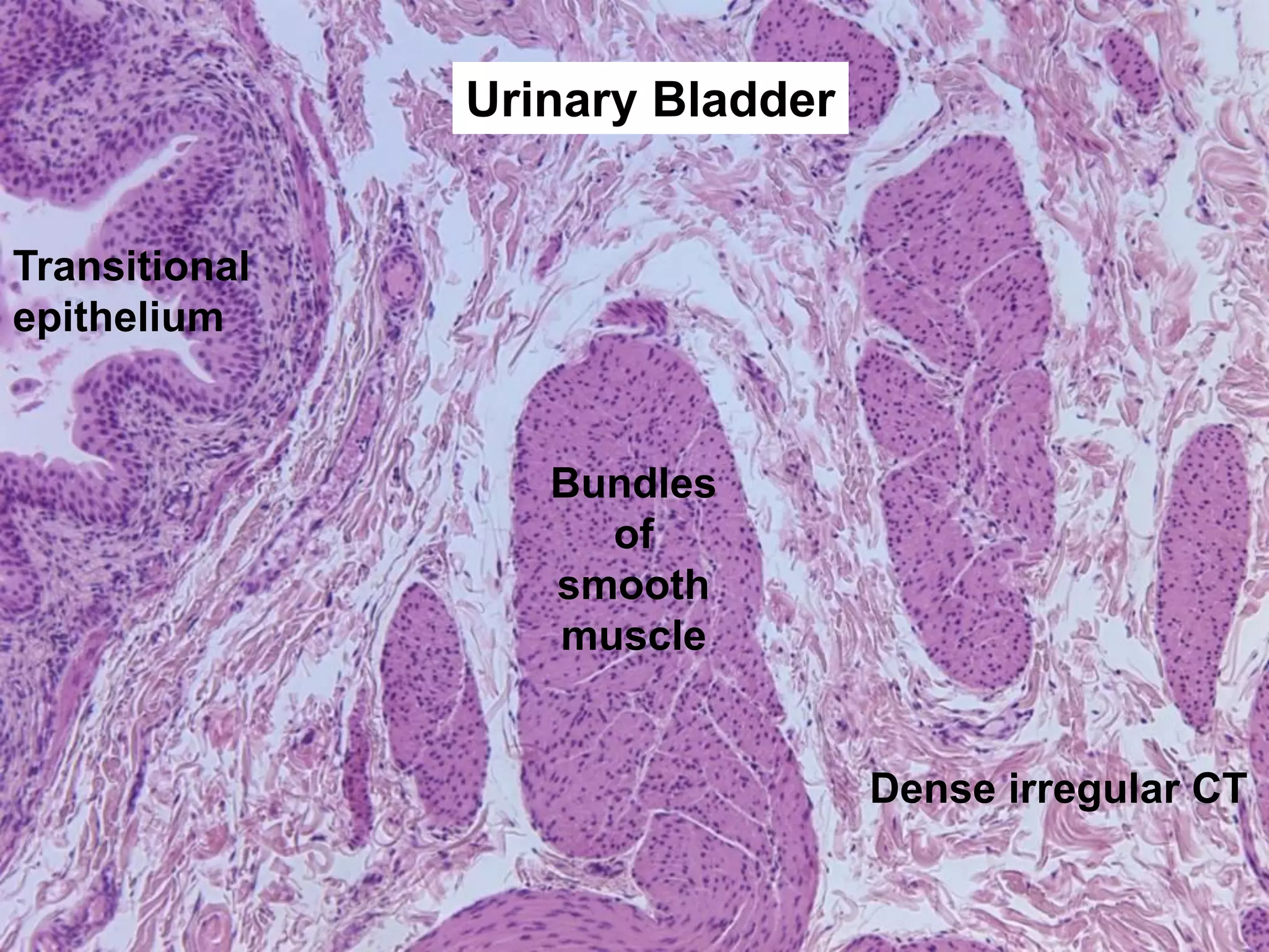 histology of Urinary system | PDF