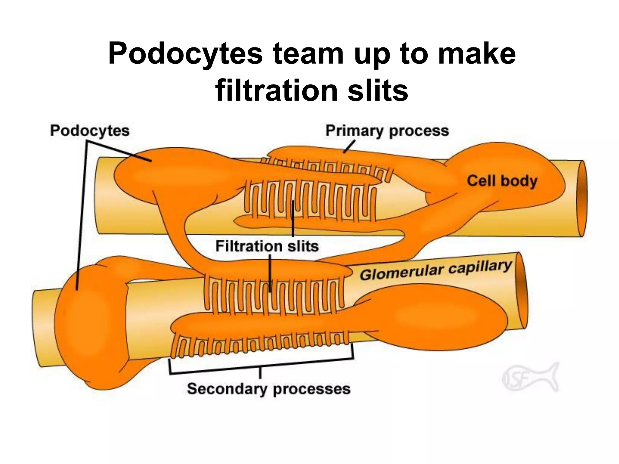 histology of Urinary system | PDF
