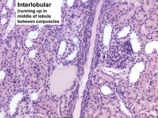 histology of Urinary system | PDF
