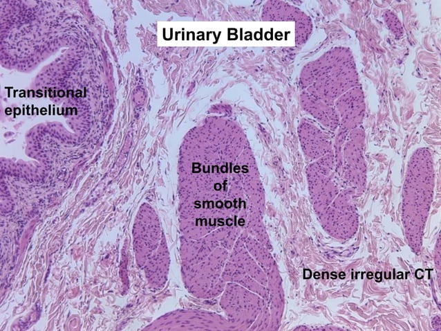 histology of Urinary system | PDF