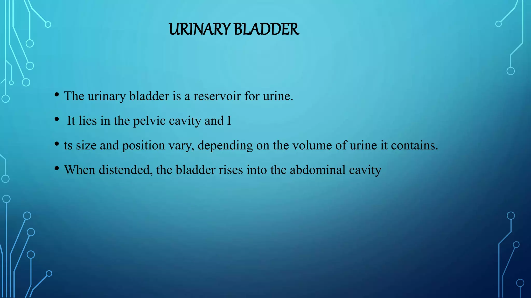 Urinary system | PPTX | Endocrine and Metabolic Diseases | Diseases and ...