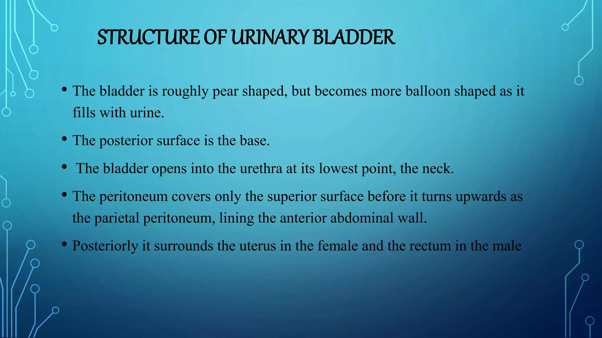 Urinary system | PPTX | Endocrine and Metabolic Diseases | Diseases and ...