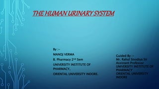 Urinary system | PPTX | Endocrine and Metabolic Diseases | Diseases and ...