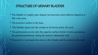 Urinary system | PPTX | Endocrine and Metabolic Diseases | Diseases and ...