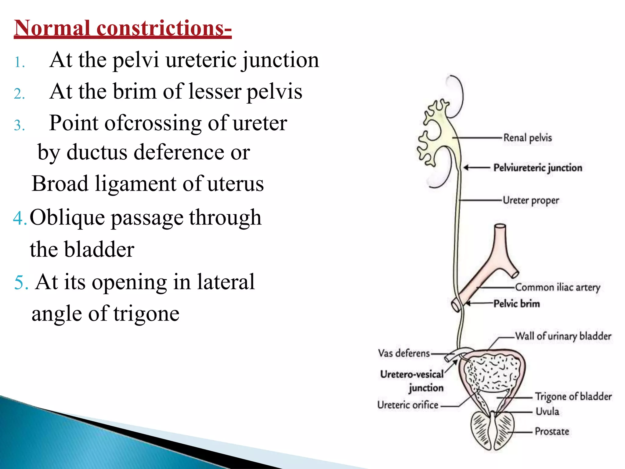 Anatomy of Urinary system | PPTX