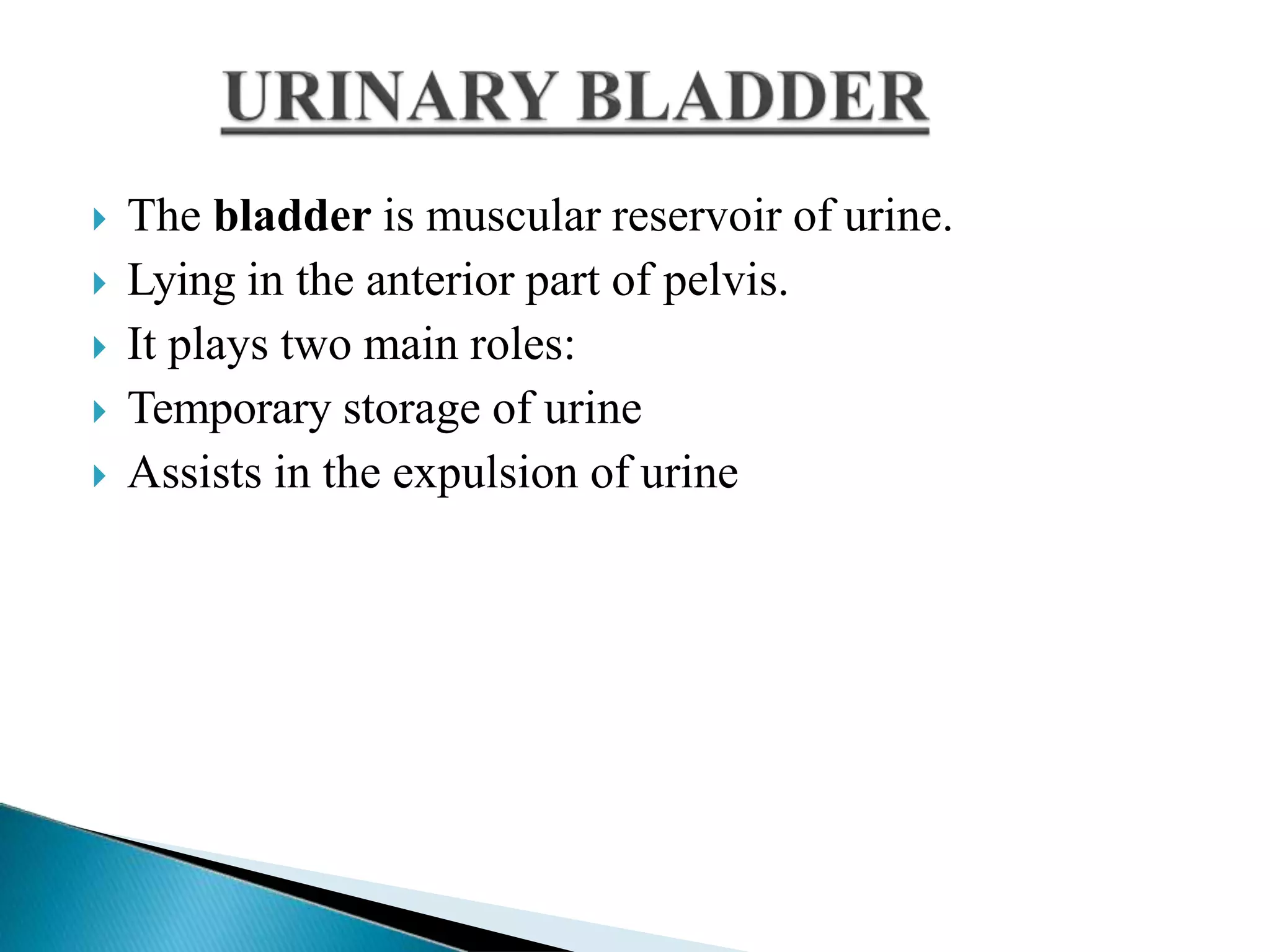 Anatomy of Urinary system | PPTX