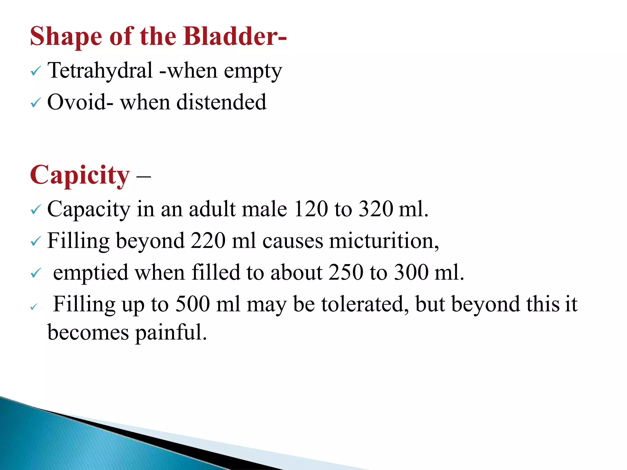Anatomy of Urinary system | PPTX