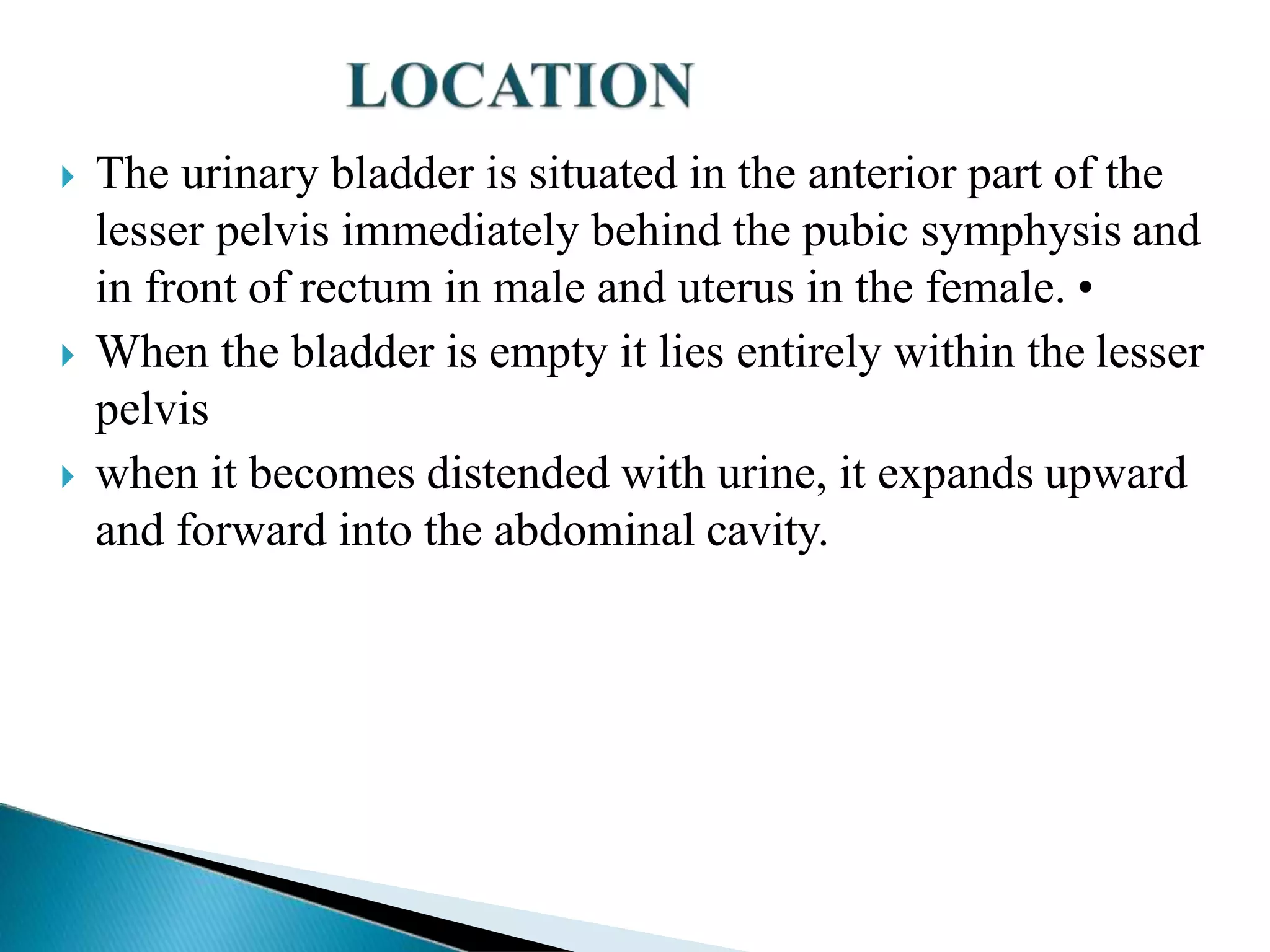 Anatomy of Urinary system | PPTX