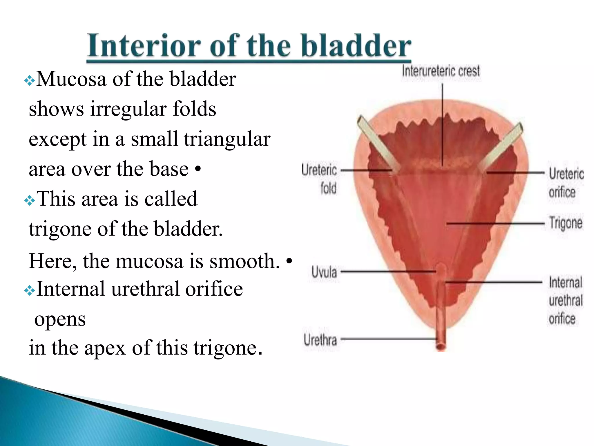 Anatomy of Urinary system | PPTX
