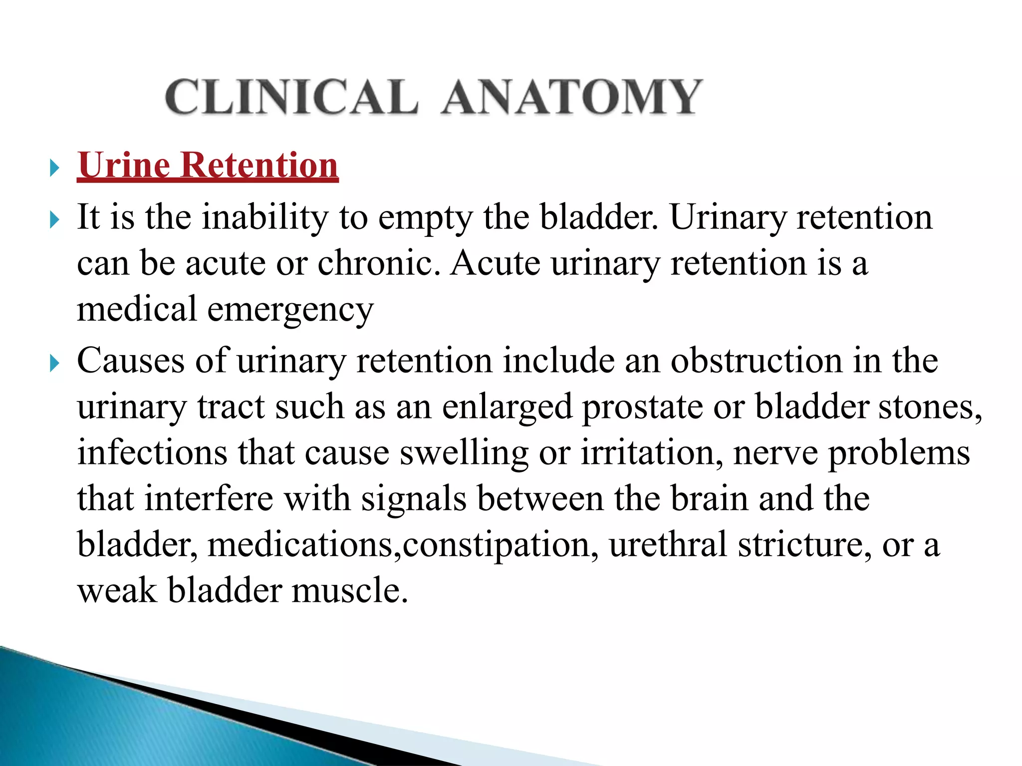 Anatomy of Urinary system | PPTX